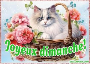ᐅ 50+ Bonjour Bon Dimanche Gif Image et Citation [2026]