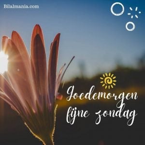 🔥50+ Fijne Zondag afbeeldingen en Wensen (2025)